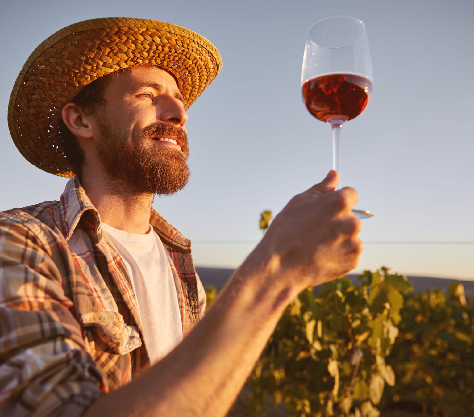 Rutas de vino en cigales